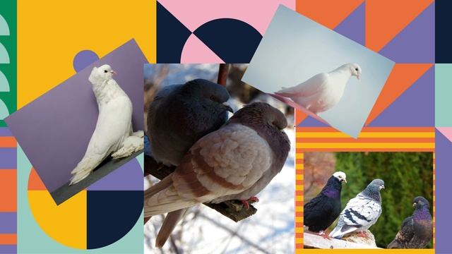 Моё первое видео#Голуби #Видео презентация