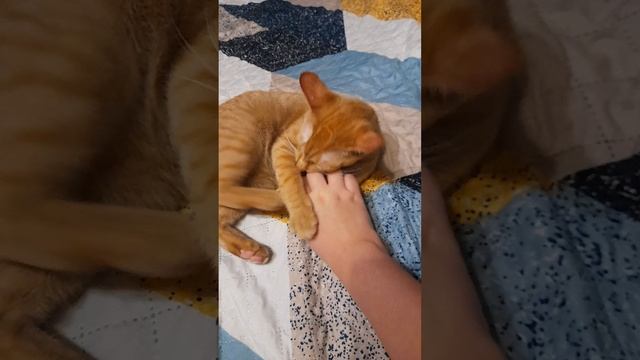 Кусь лизь.mp4