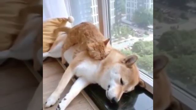 Даже пёсель боится спугнуть котейку