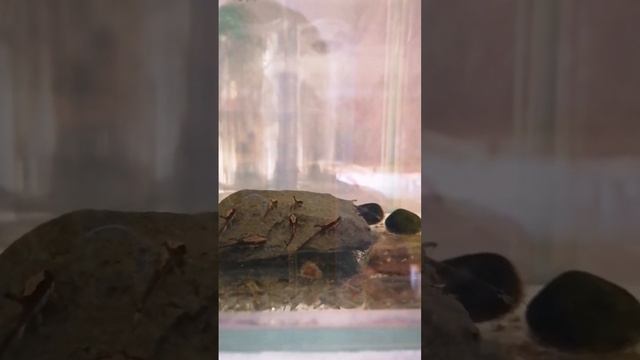 Стурисомы Панамские (Sturisomatichthys panamensis) - 1 месяц
