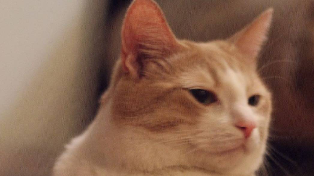 Кот Персик выпрашивает лакомство