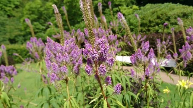 Мемориальный парк Марселисборг, Орхус, Дания. 8 августа 2022