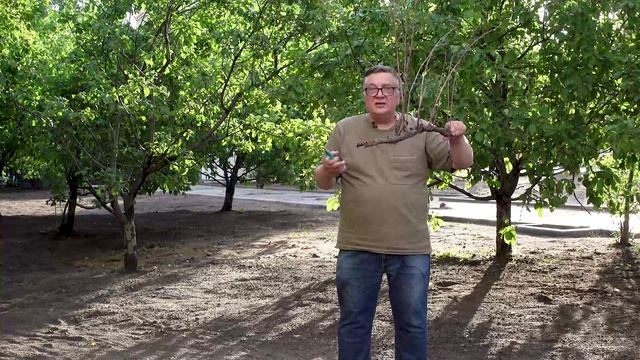 Как победить поросль в саду?