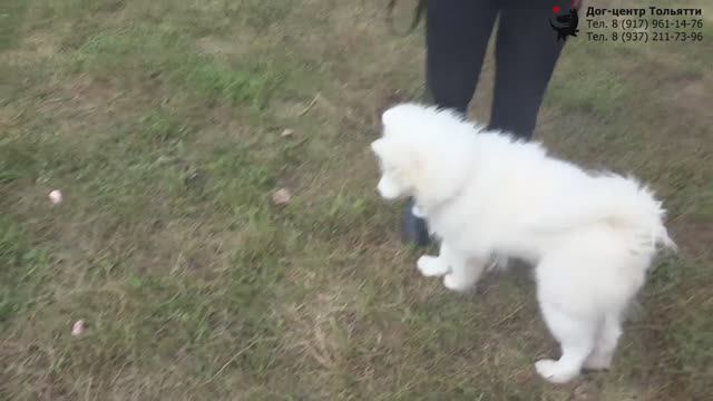 Учим щенка не подбирать пищу с земли. Дружкова Юлия и самоед Чандра. Тольятти, 14 сентября 2022.