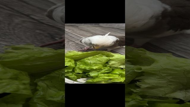 Попугай ест траву | SHORTS