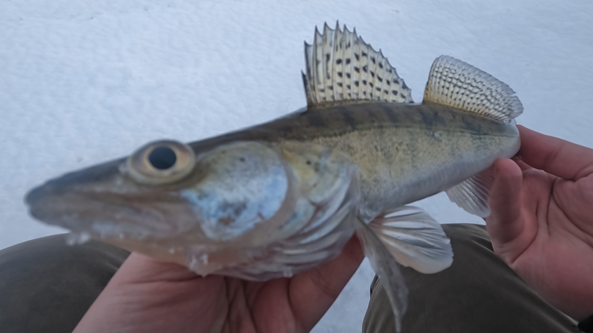 Рыбалка на Каме. День Невезения )