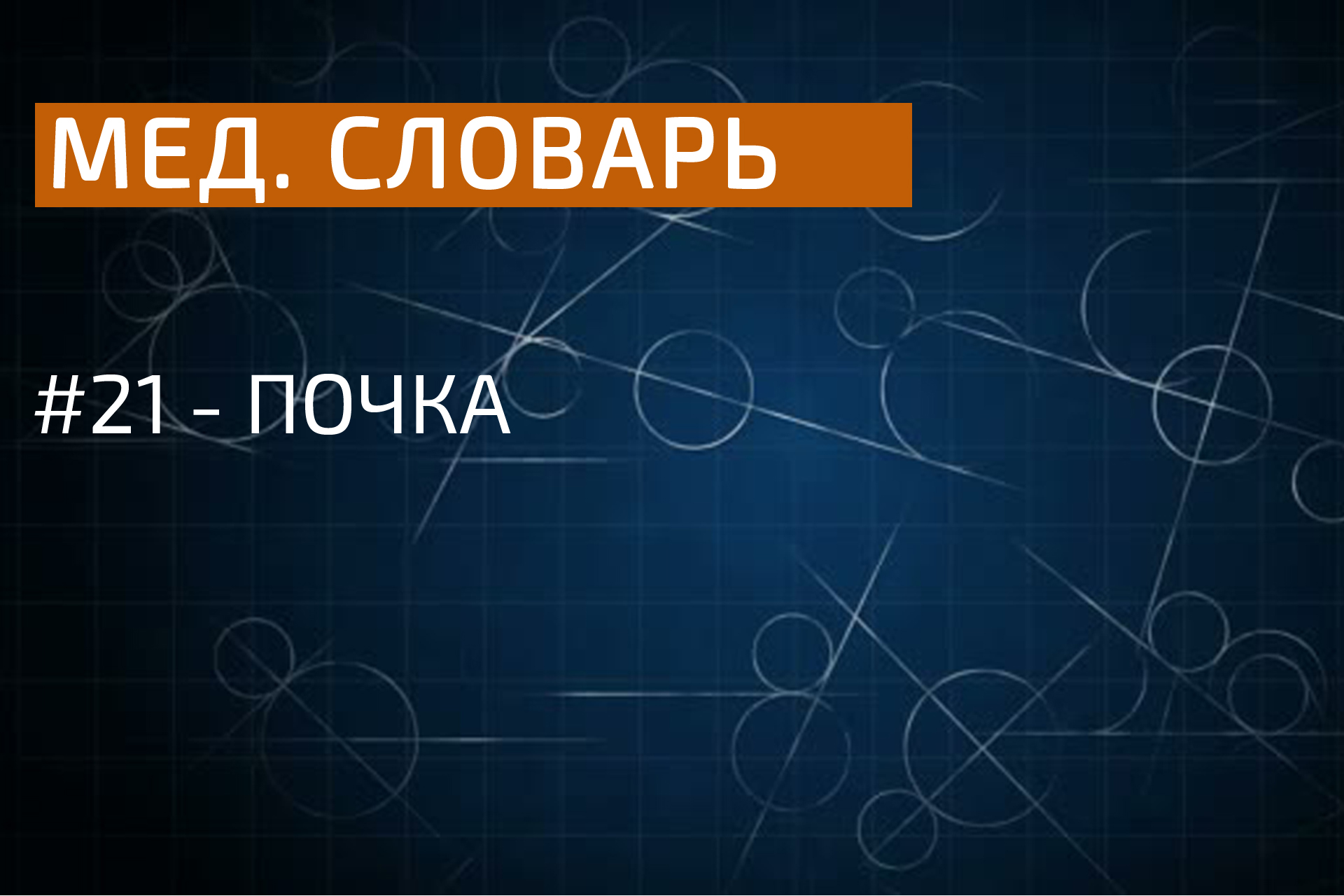 Медицинский словарь: почка