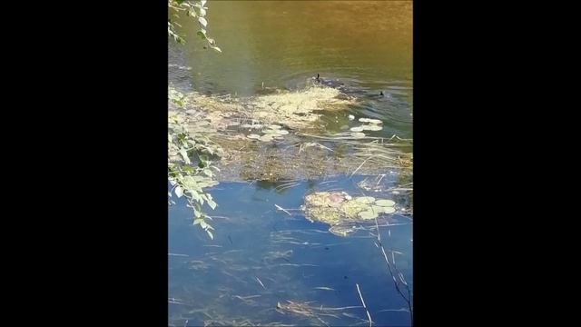 Салмышок 2019 .