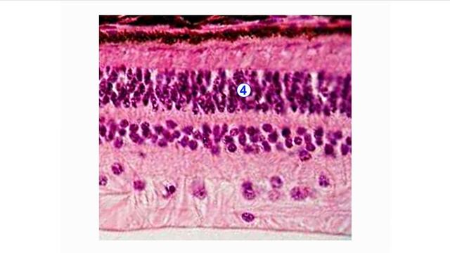 Органы чувств