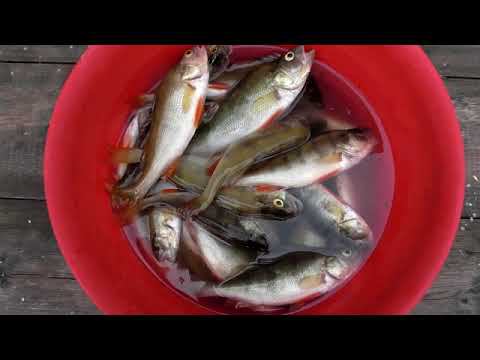 Окунь  и погода Клюёт нормально