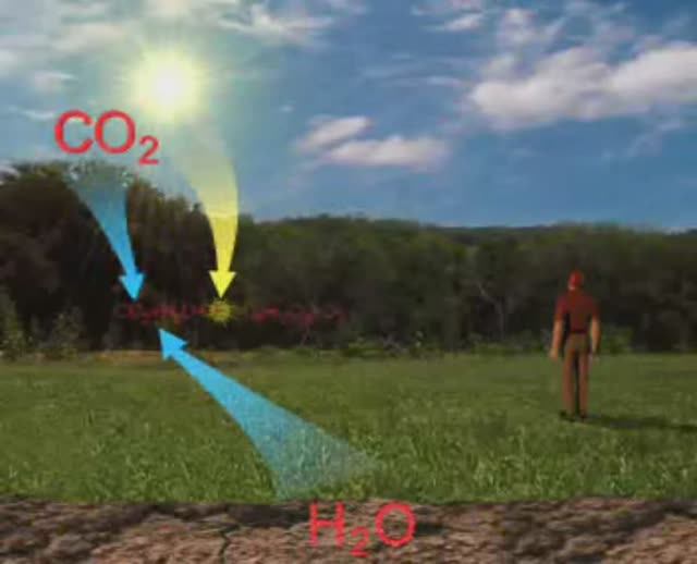 ЦИКЛ ПРЕВРАЩЕНИЯ САХАРОВ В ПРИРОДЕ