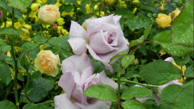 Голубая роза Блю Мун - холодный лавандовый оттенок