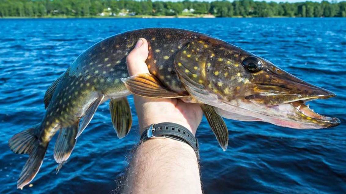 Рыбалка на живца. Ловля щуки и окуня на поплавок