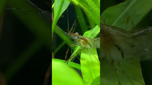 Видео неприхотливой креветки #макробрахиум