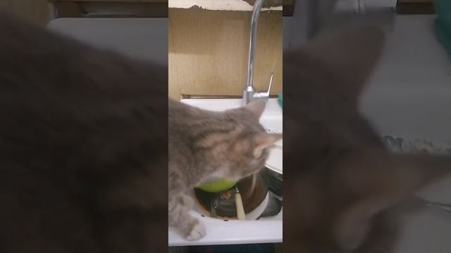 Что, опять моя очередь мыть посуду?