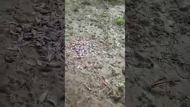 Вода ушла ,а рыба осталась.....