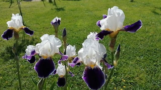 + Ирис Хелен Коллингвуд (Helen Collingwood). видеопортрет растения. июнь 2022.mp4