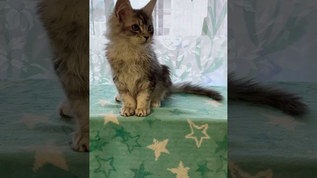 Литтер G. Грета