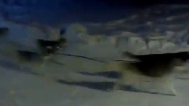 Хаски в упряжке