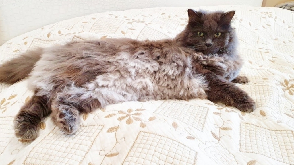 Кот с крайне переменчивым настроением!