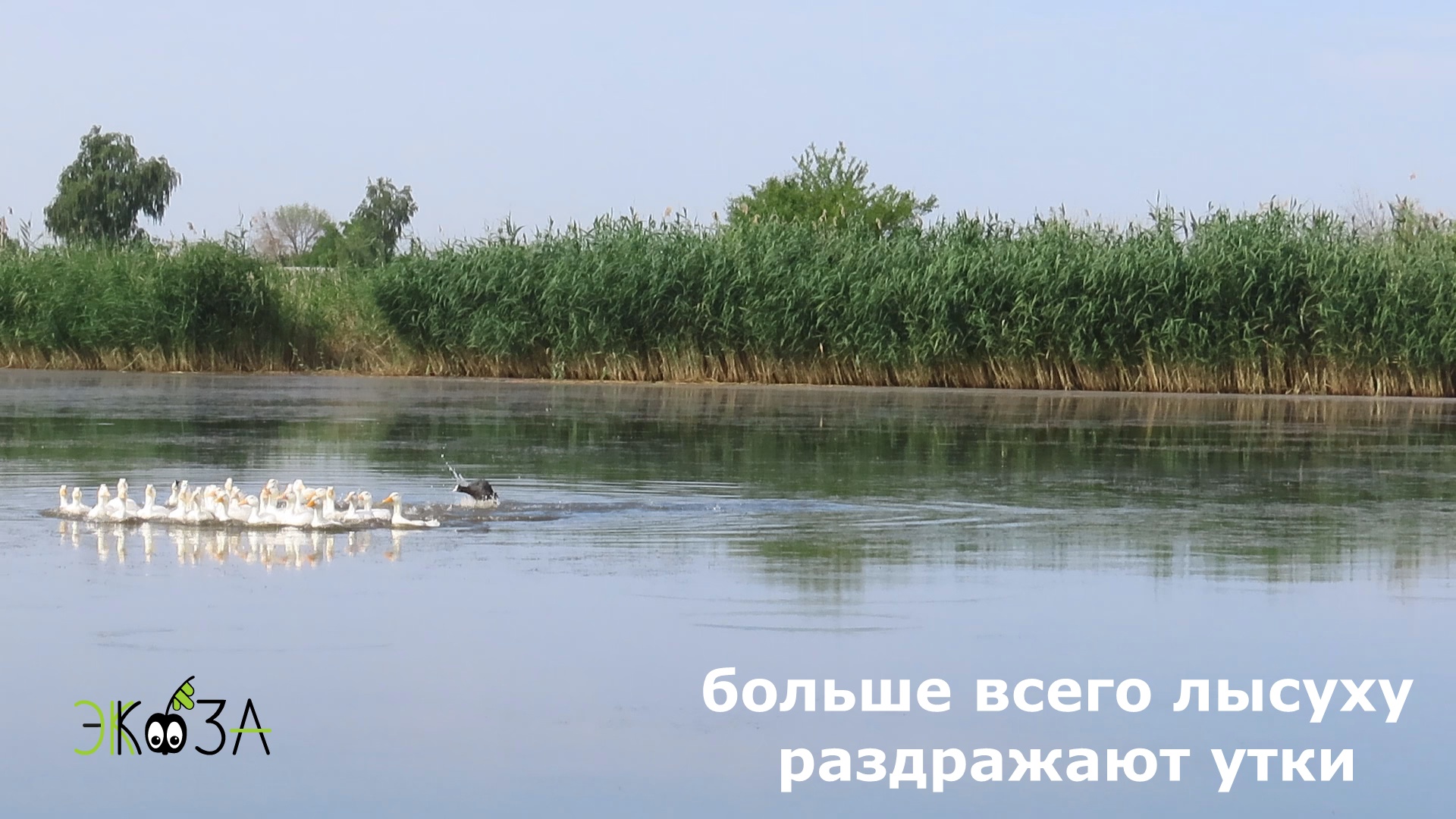 Лысуха разогнала домашних уток