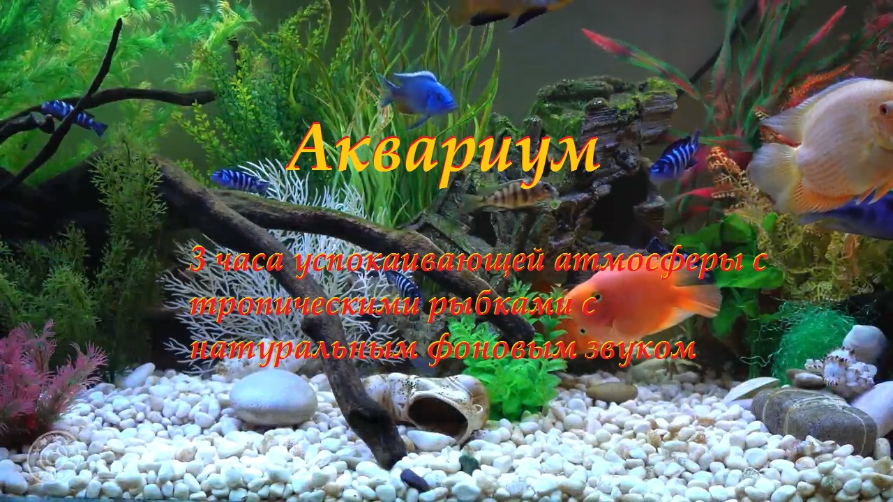 Аквариум 3часа спокойствия с тропическими рыбками