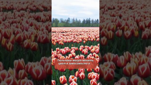 Факт про Тюльпаны 🌷
