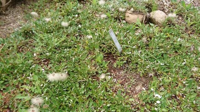 Дриада восьмилепестная  (лат. Dryas octopetala), Ботанический сад Орхус 27 июля 2022, Дания