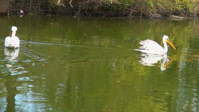 Фламинго, Пеликаны, Уточки - Ростовский зоопарк