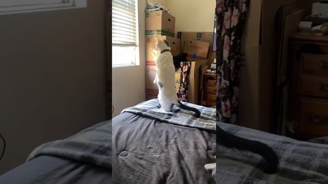 Любопытный кот