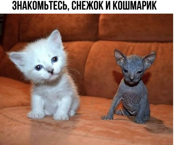 #$#Смешные Коты#$#----------------------------------###