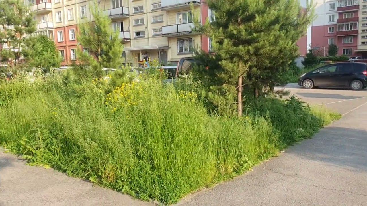 Трава трын.