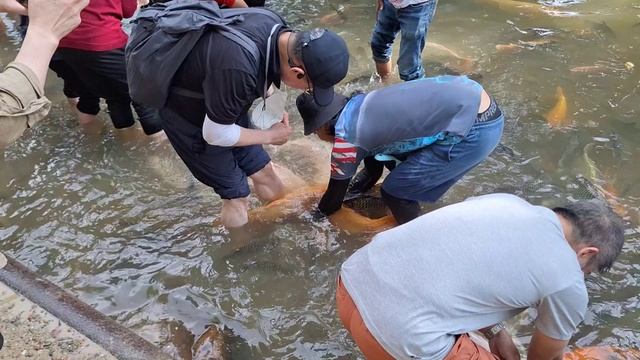 Кота-Кинабалу, кормим рыб