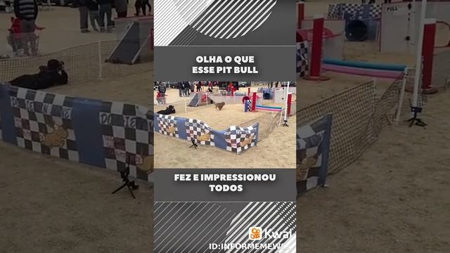 Гибрид курсинга и аджилити