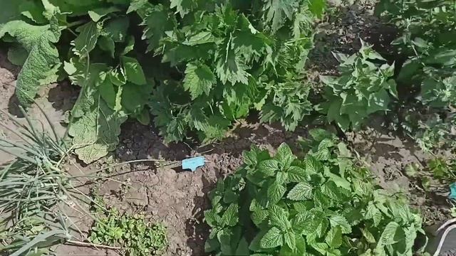 Молодое подворье нашей семьи на июль 2022года