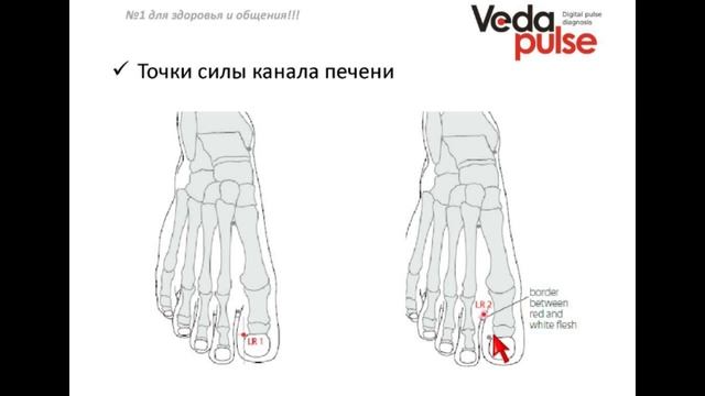 Канал Печени, диагностика и методы воздействия