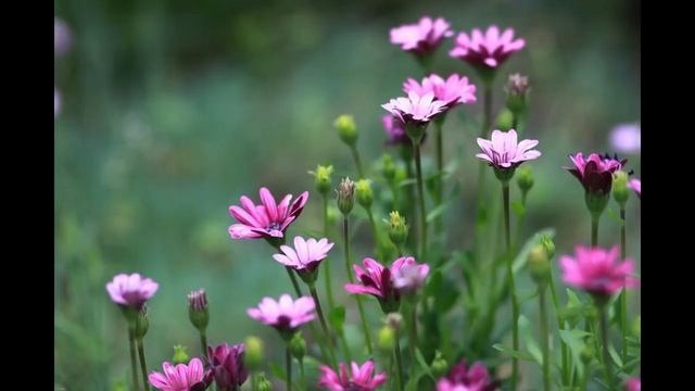 МОИ СТИХИ. ХАНДРУ ДОЛОЙ.