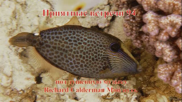 Приятные встречи 94 Спинорог уздечковый суффламен под душевную музыку Richard Calderman Мой путь