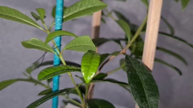 Мирт Евгения миртолисная 4