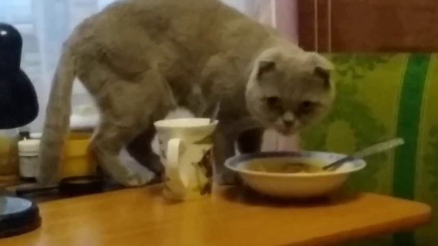Кот поел из тарелки бабушки