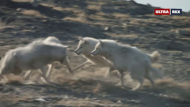 Белые Волки: Призраки Арктики