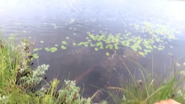 Щучий день на таежном озере