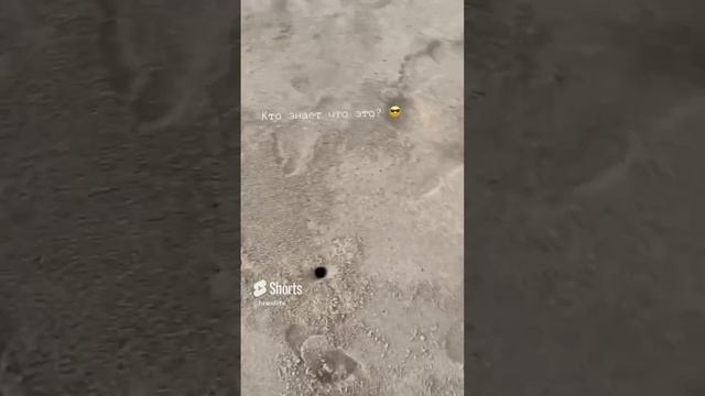 Шри-Ланка, знаете кто в этих норах живет? ?