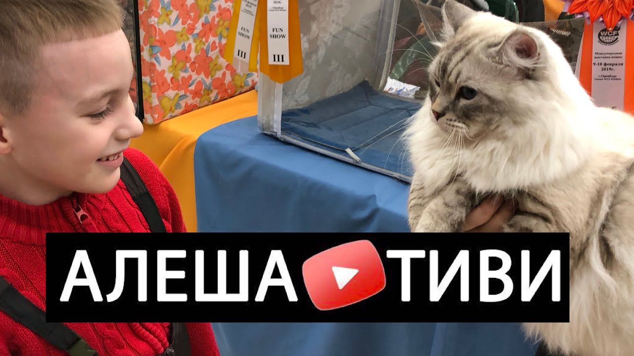 Выставка кошек. Лучшие впечатления