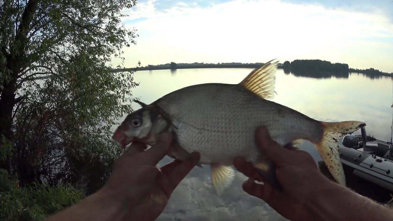 Рыбалка на Оке. Ловля на фидер летом с ночёвкой.