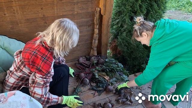 Обрабатываем свеклу от ботвы