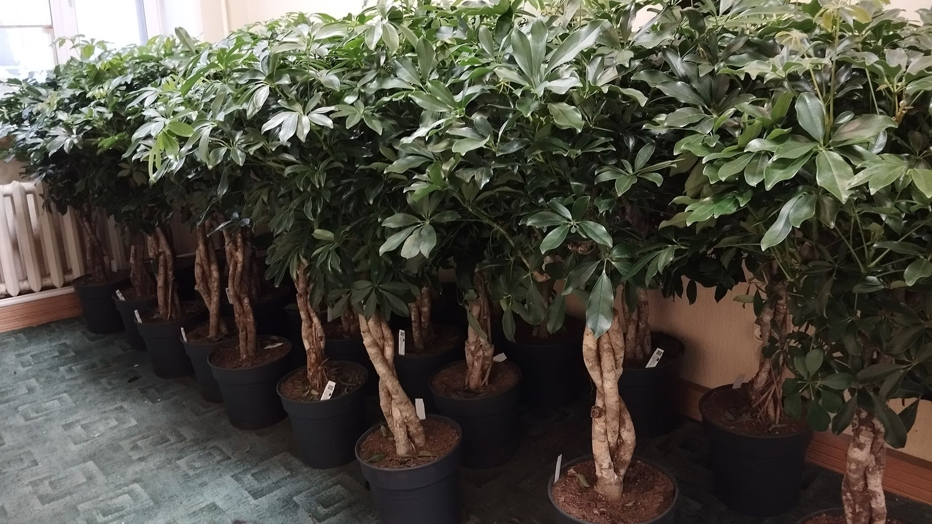 Доставка и пересадка 251 растения. Сложно?