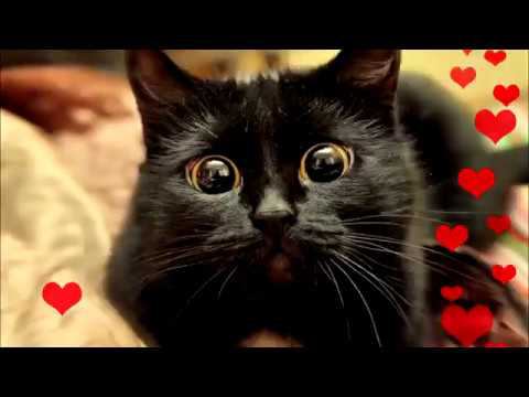 Котэ (чисто прикололась)