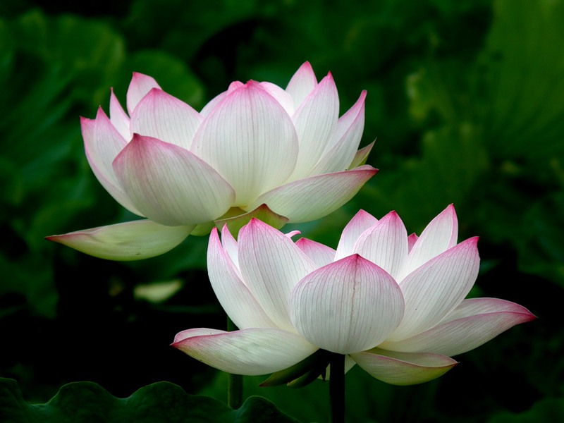 "Гармония". Стихи о вечном. Поэзия России.