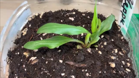 Рассада в марте. Перевалка Сельдерея. Эхинацея.